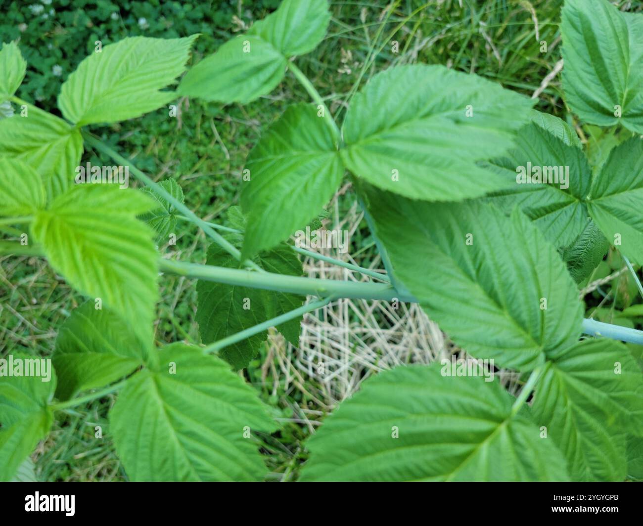 black raspberry (Rubus occidentalis Stock Photo - Alamy