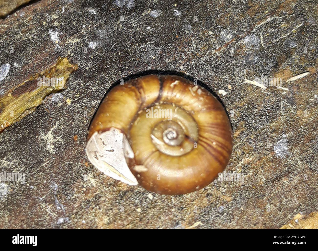 Great Ram's-horn (Planorbarius corneus Stock Photo - Alamy