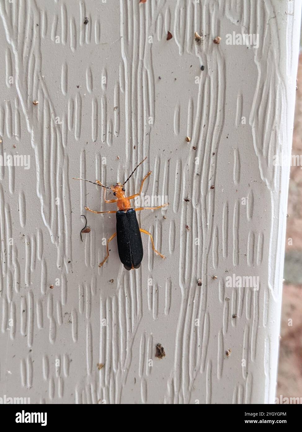 Water, Rove, Scarab, Long-horned, Leaf, and Snout Beetles (Polyphaga ...