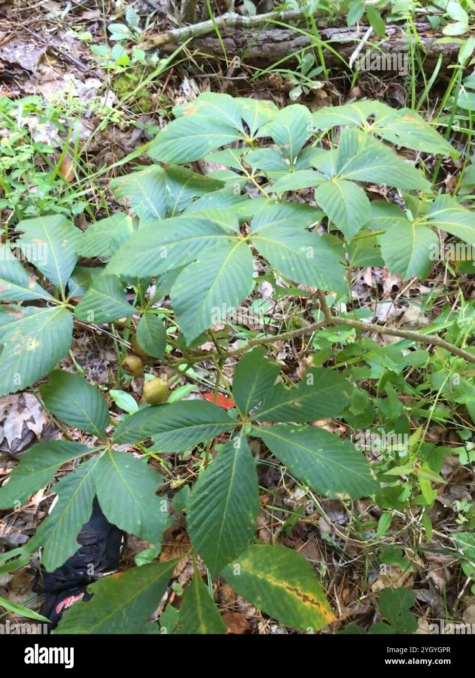 painted buckeye (Aesculus sylvatica Stock Photo - Alamy