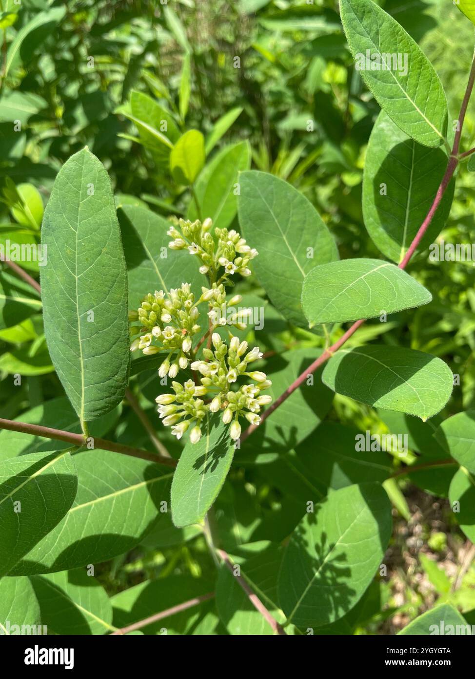 hemp dogbane (Apocynum cannabinum Stock Photo - Alamy