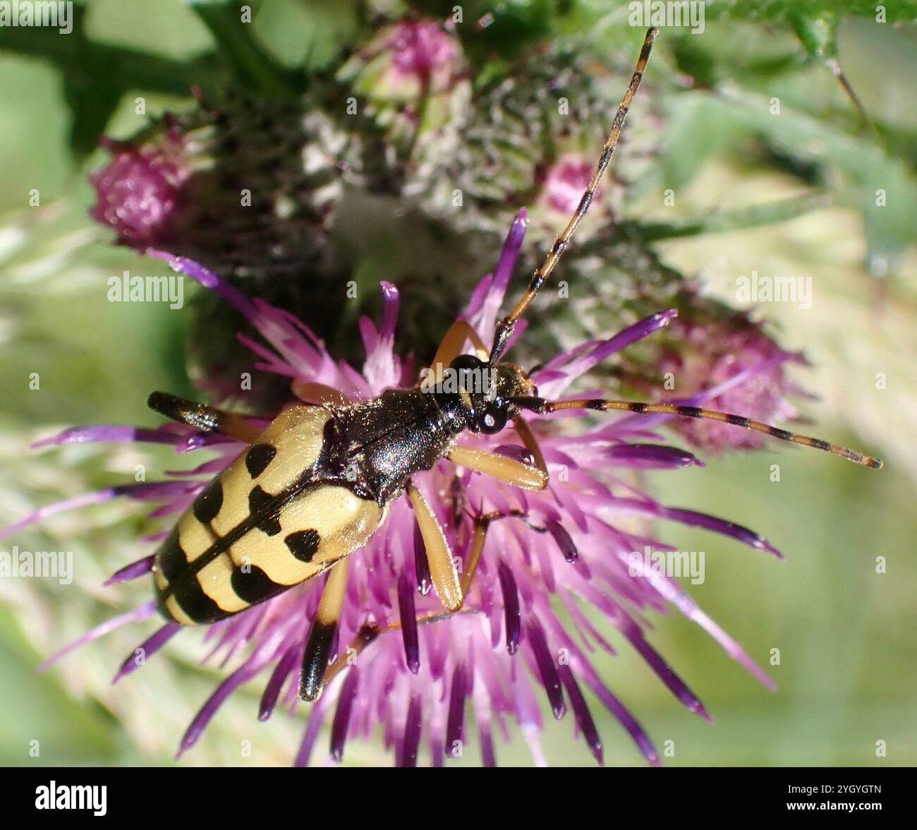 Spotted Longhorn Beetle (Rutpela maculata Stock Photo - Alamy