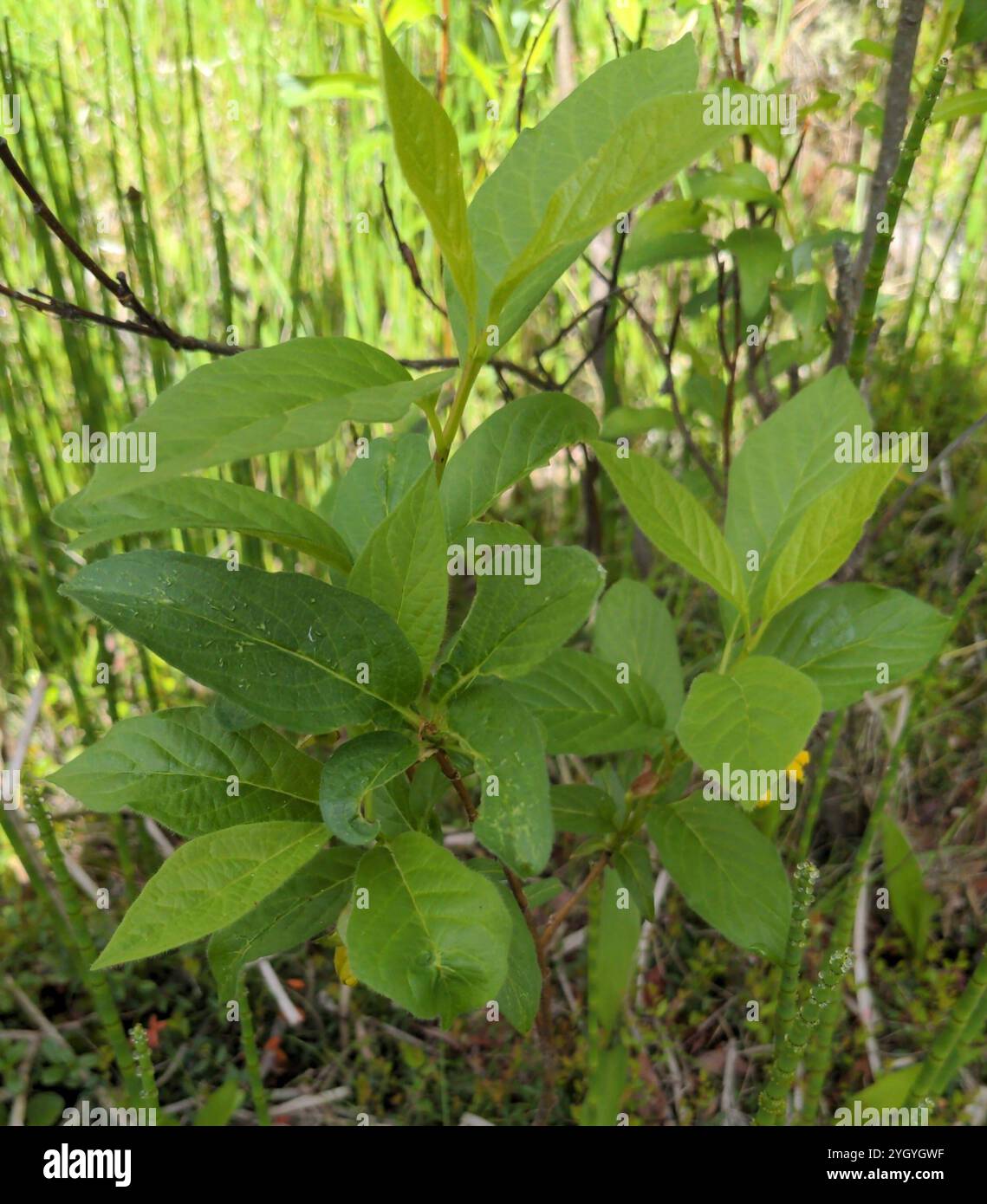 twinberry honeysuckle (Lonicera involucrata Stock Photo - Alamy