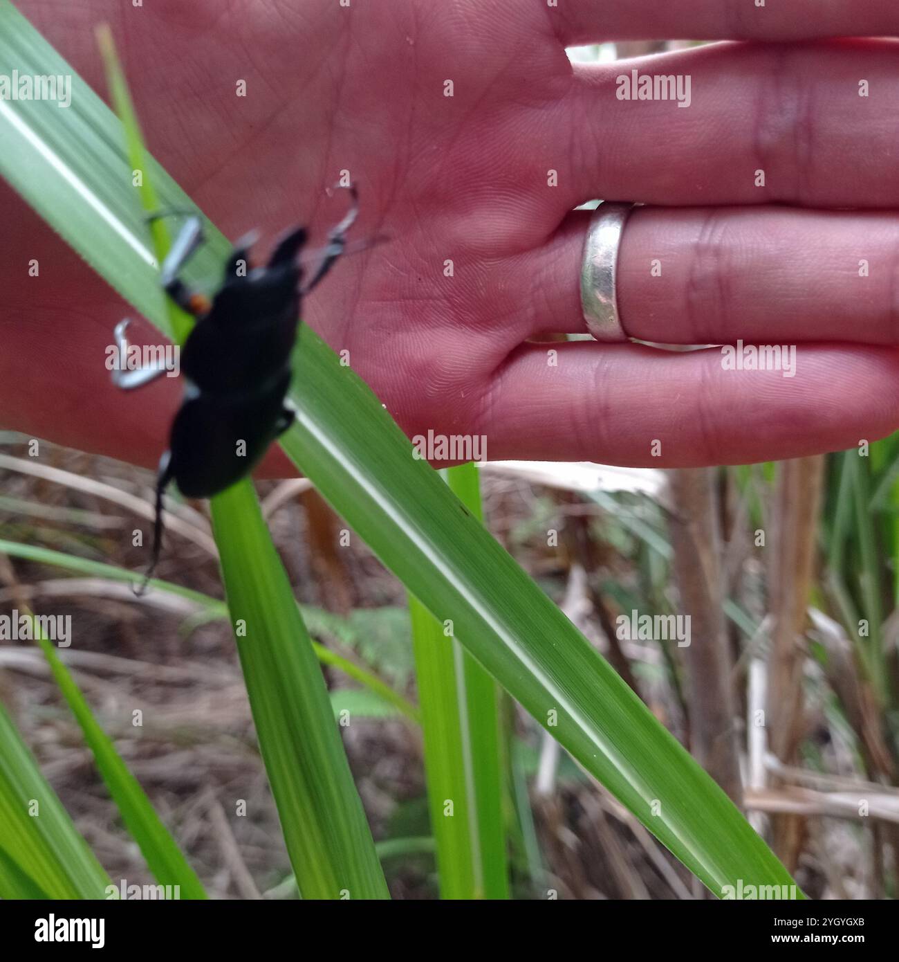 Sinicus hi-res stock photography and images - Alamy