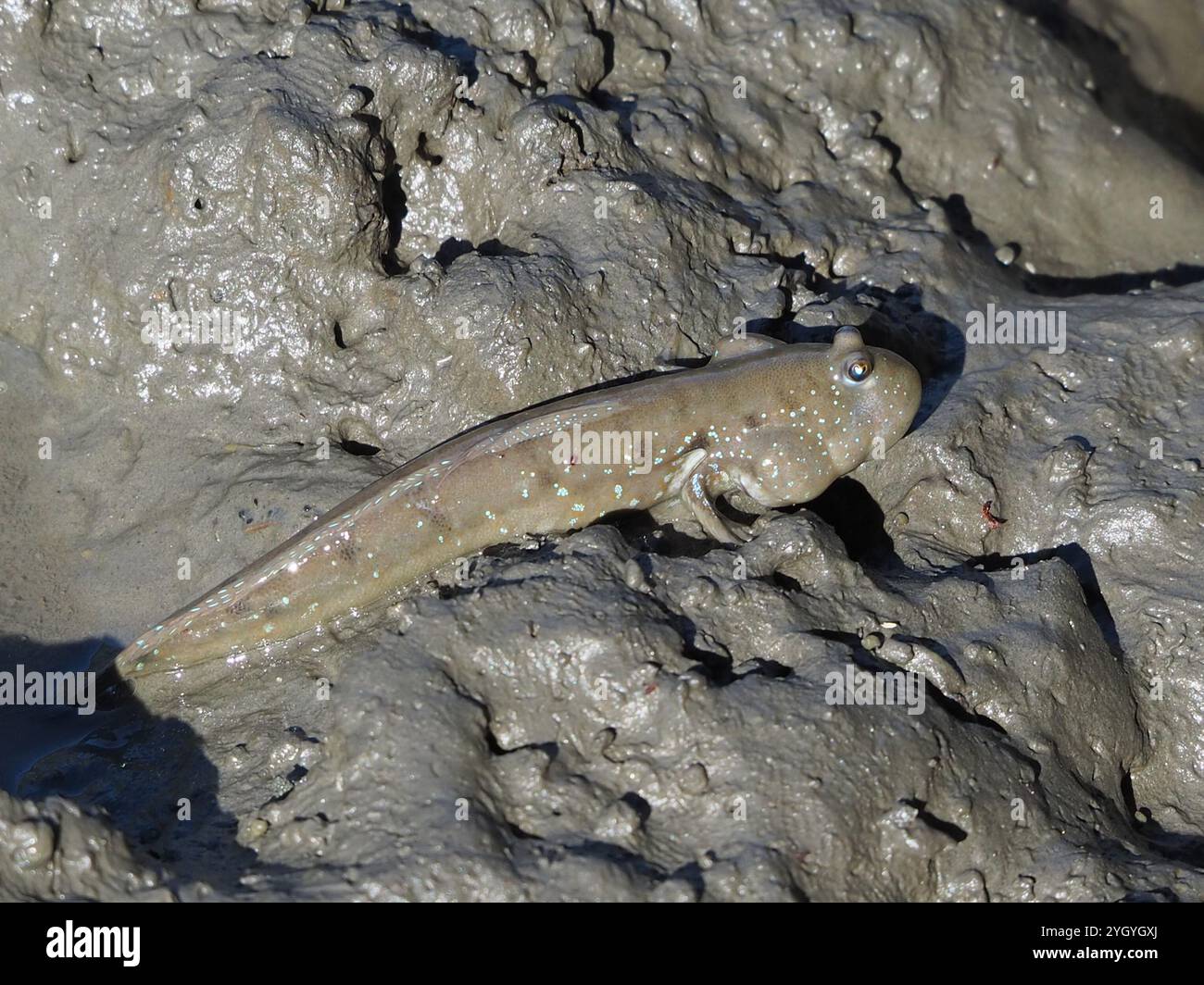 Great Blue-spotted Mudskipper (Boleophthalmus pectinirostris Stock ...