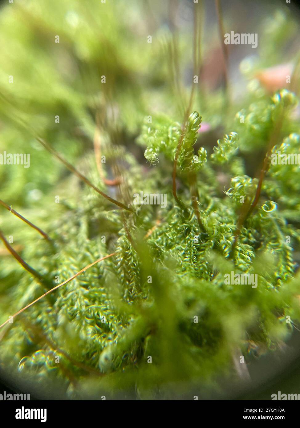 brocade moss (Callicladium imponens Stock Photo - Alamy