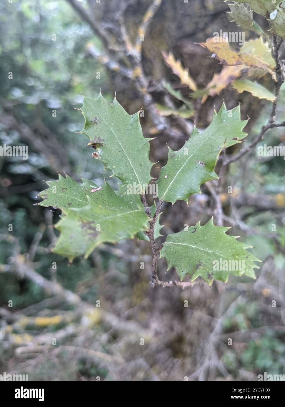 evergreen oak (Quercus ilex Stock Photo - Alamy
