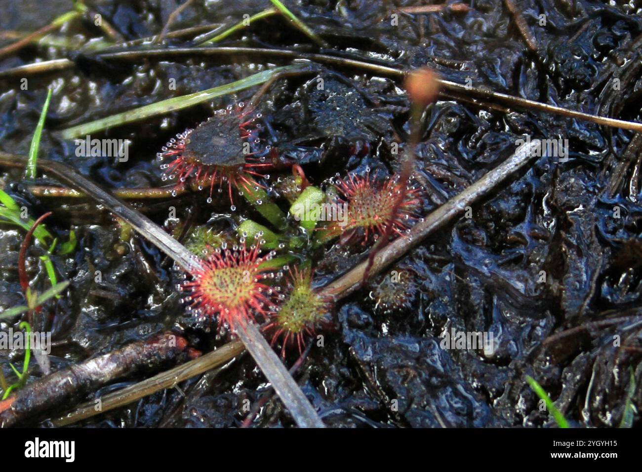 Pink Sundew (Drosera capillaris Stock Photo - Alamy
