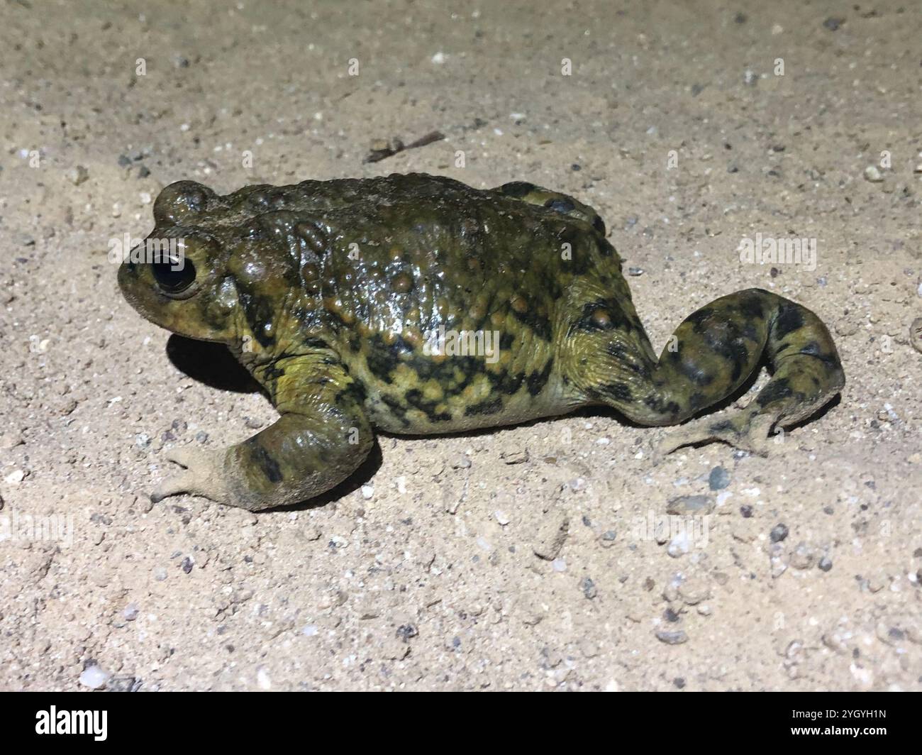 Western Toad (Anaxyrus boreas Stock Photo - Alamy