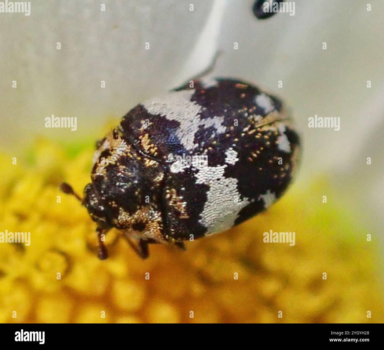 Bird Nest Carpet Beetle (Anthrenus pimpinellae Stock Photo - Alamy