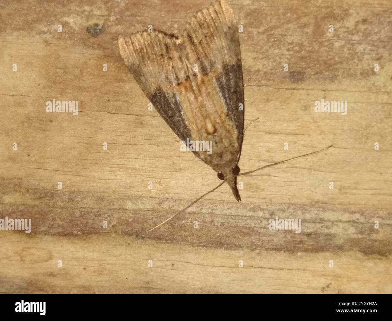 Green Cloverworm Moth (Hypena scabra Stock Photo - Alamy