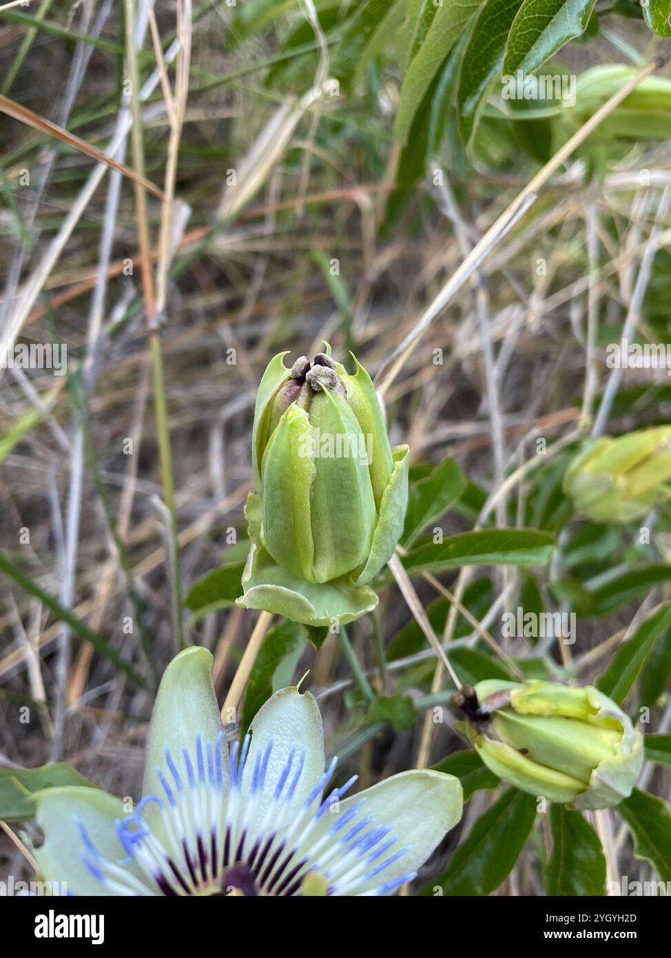 Bluecrown passionflower (Passiflora caerulea Stock Photo - Alamy
