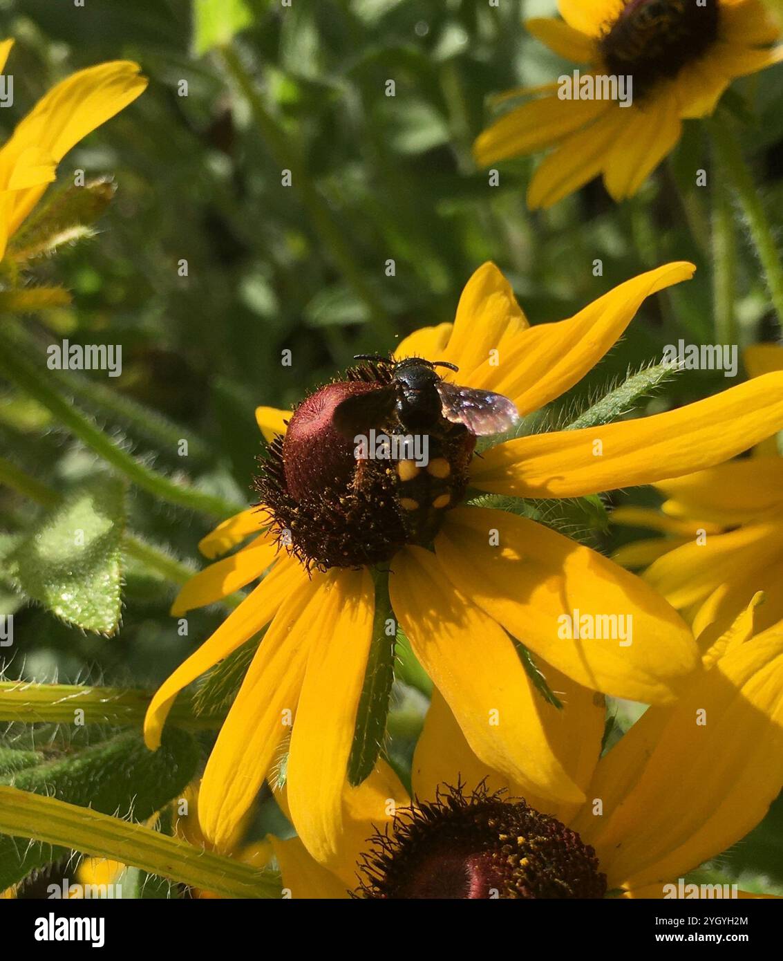 Noble Scoliid Wasp (Scolia nobilitata Stock Photo - Alamy