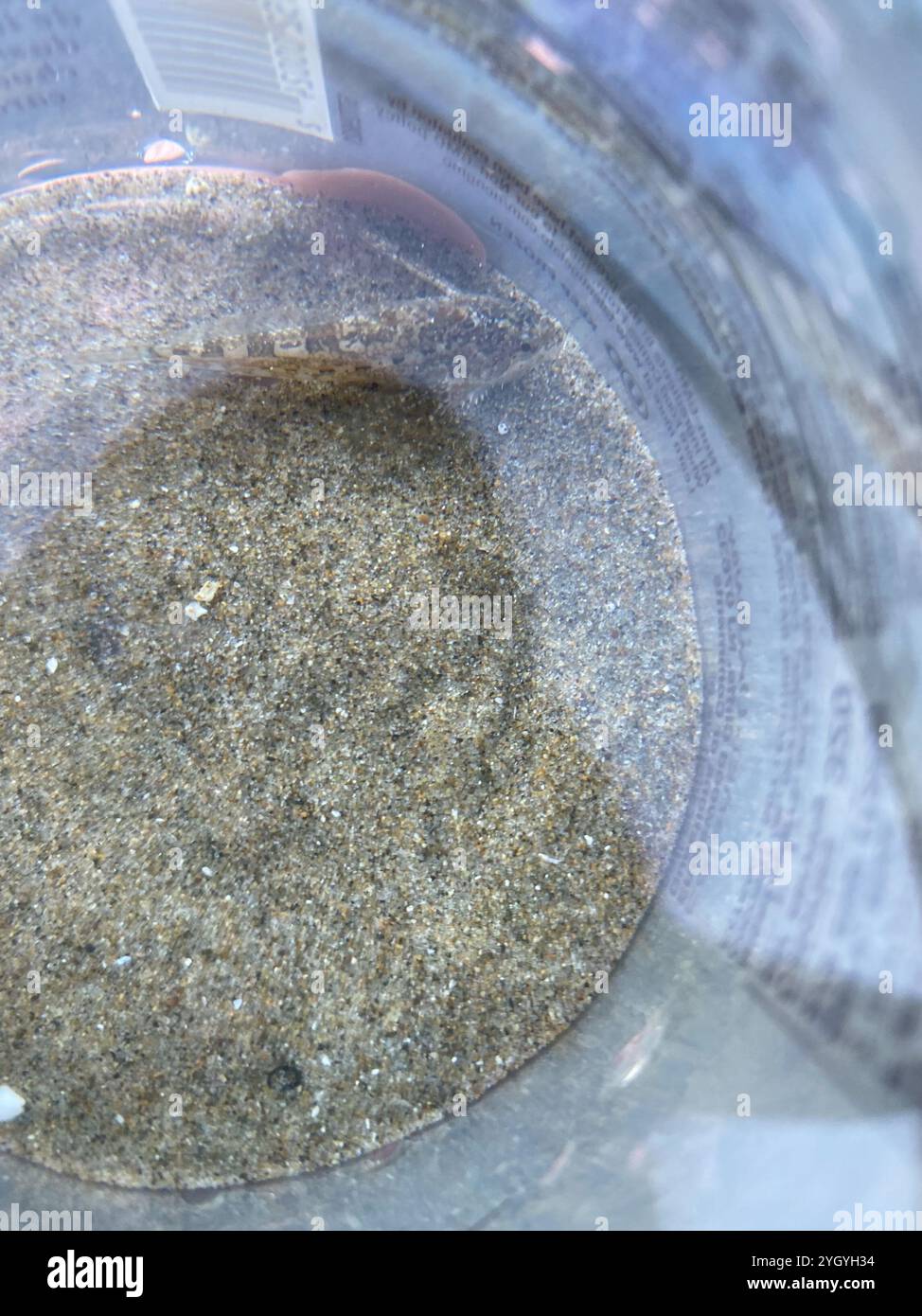 Cottidae hi-res stock photography and images - Alamy