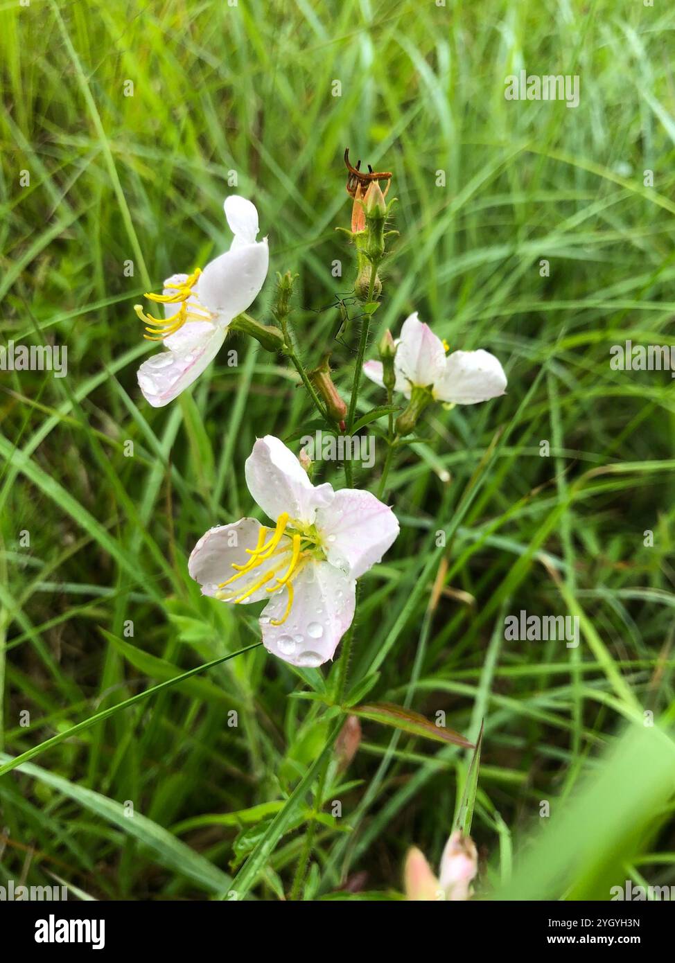 Maryland meadowbeauty (Rhexia mariana mariana Stock Photo - Alamy