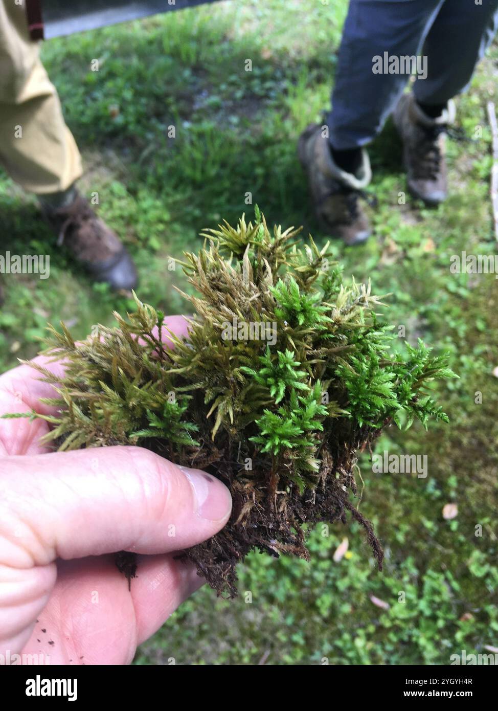 American Tree Moss (Climacium americanum Stock Photo - Alamy