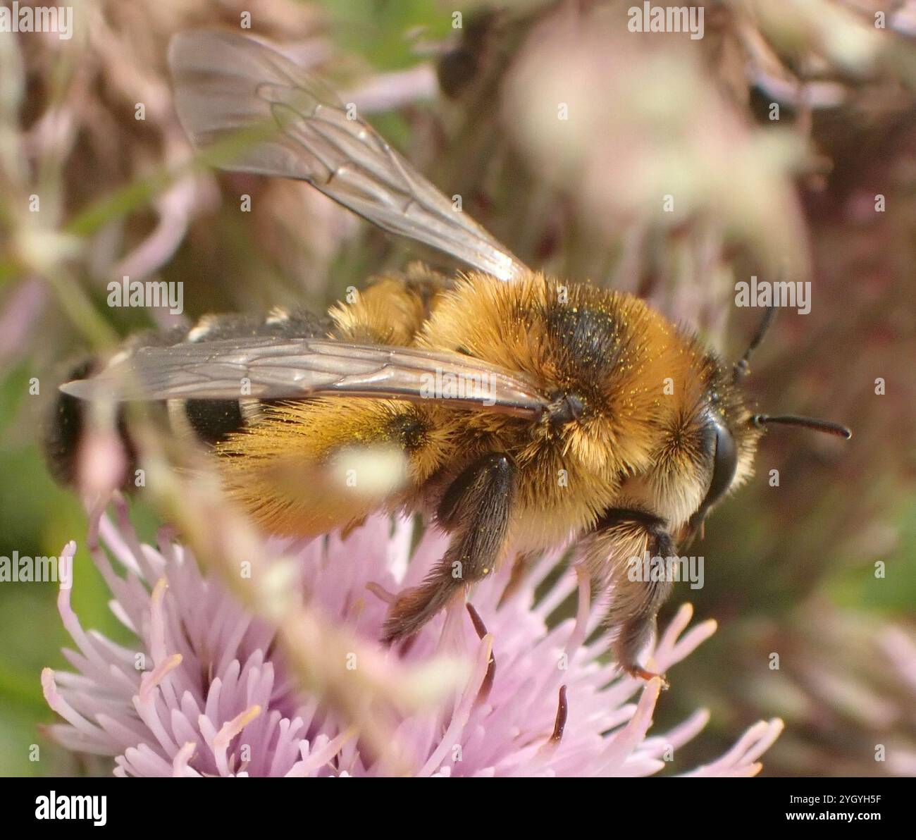Common Pantaloon Bee (Dasypoda hirtipes Stock Photo - Alamy