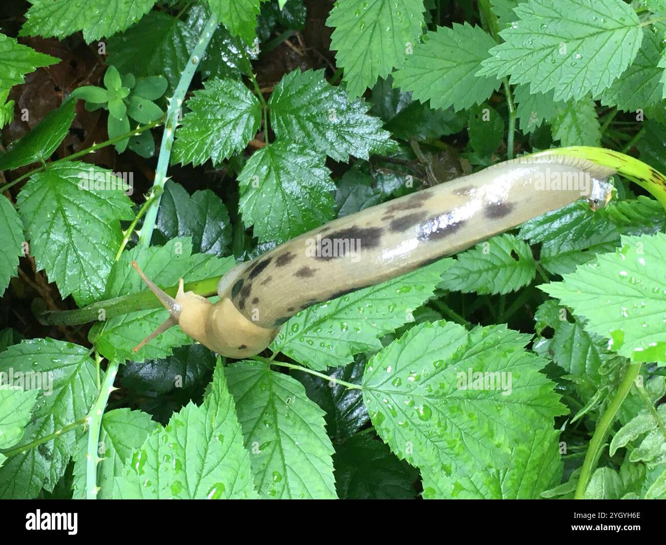 Pacific Banana Slug (Ariolimax columbianus Stock Photo - Alamy