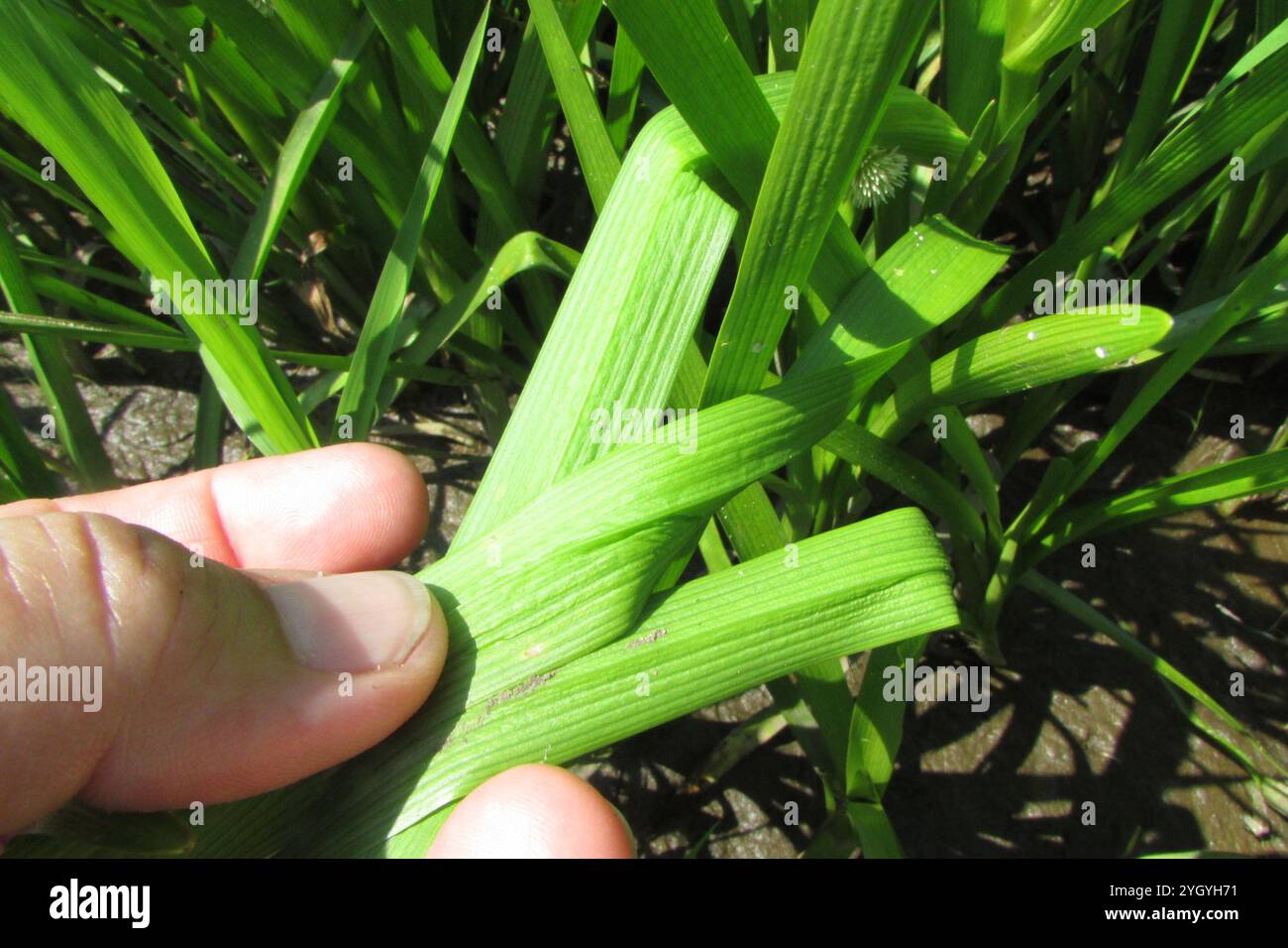 unbranched bur-reed (Sparganium emersum Stock Photo - Alamy