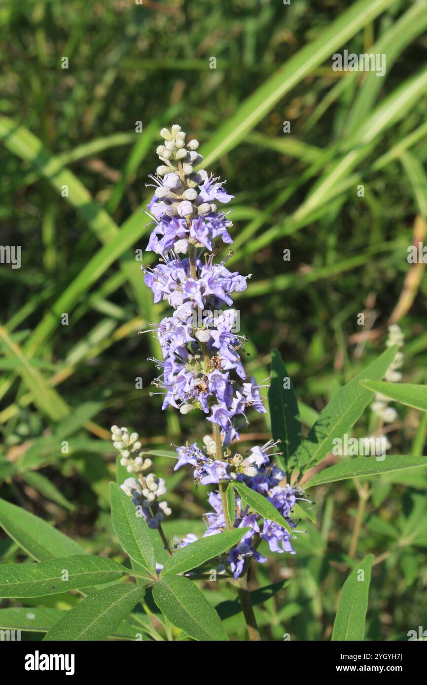 Lilac chaste tree (Vitex agnus-castus Stock Photo - Alamy