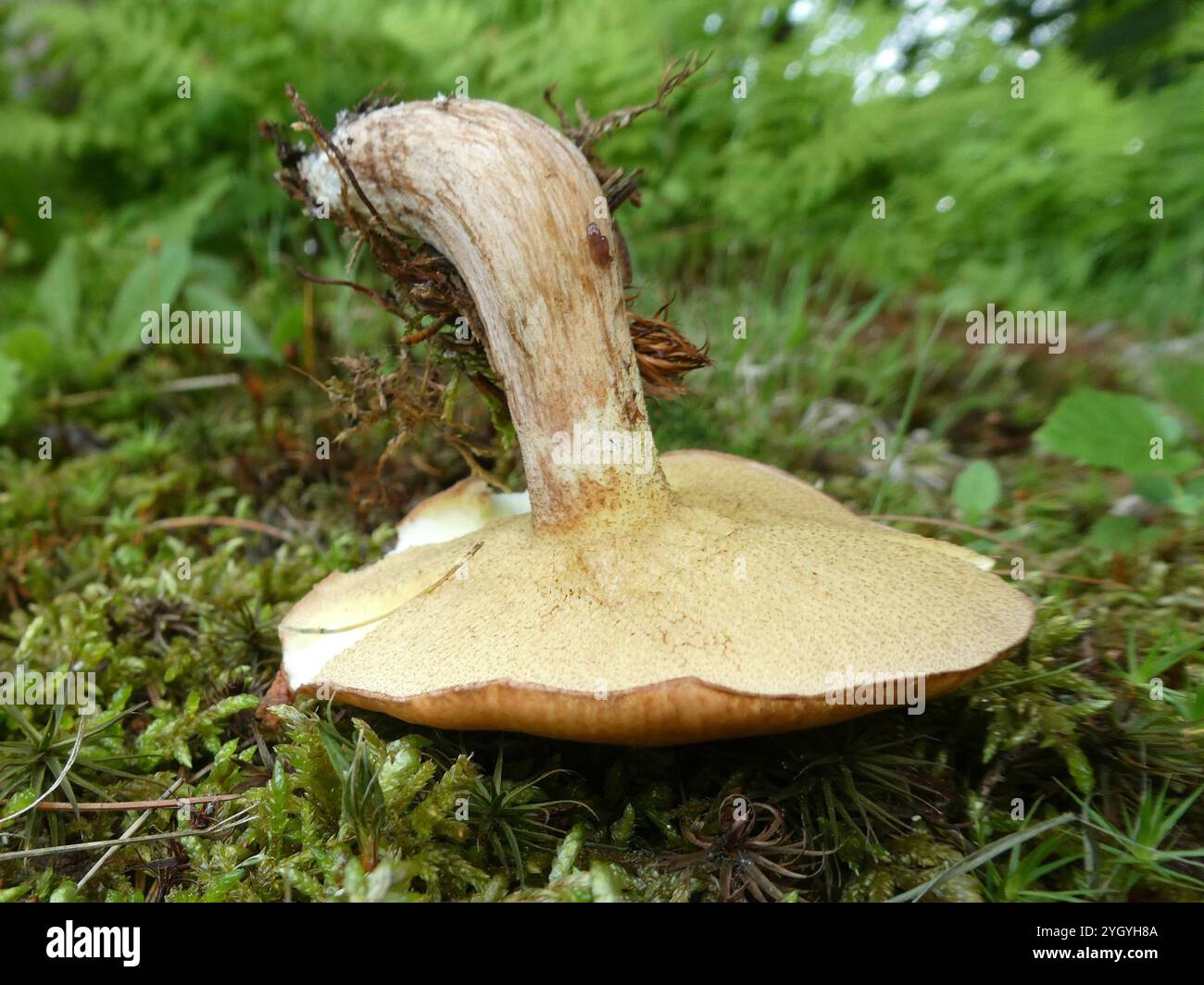 Butterball (Suillus weaverae Stock Photo - Alamy