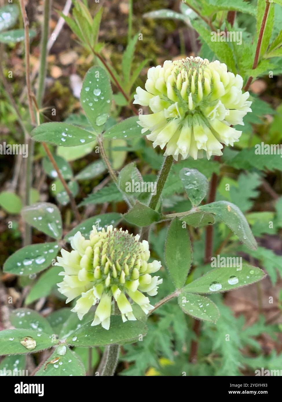 buffalo clover (Trifolium reflexum Stock Photo - Alamy