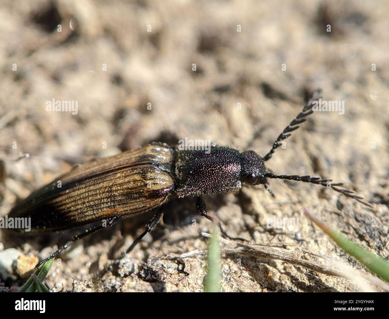 Click beetle ctenicera cuprea hi-res stock photography and images - Alamy