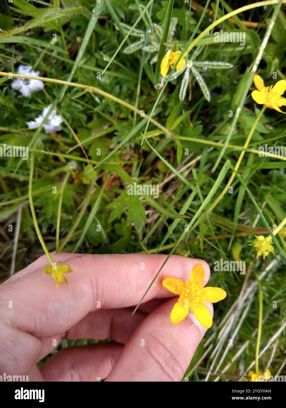 Western Buttercup (Ranunculus occidentalis Stock Photo - Alamy