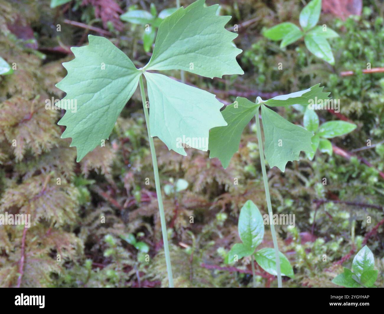 vanilla leaf (Achlys triphylla Stock Photo - Alamy