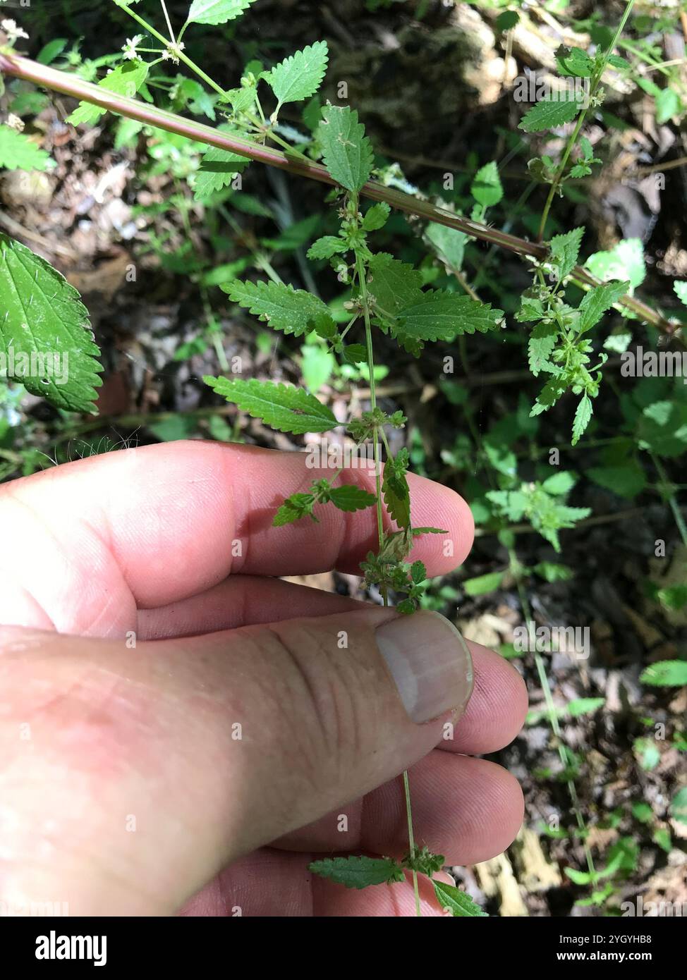 heartleaf nettle (Urtica chamaedryoides Stock Photo - Alamy