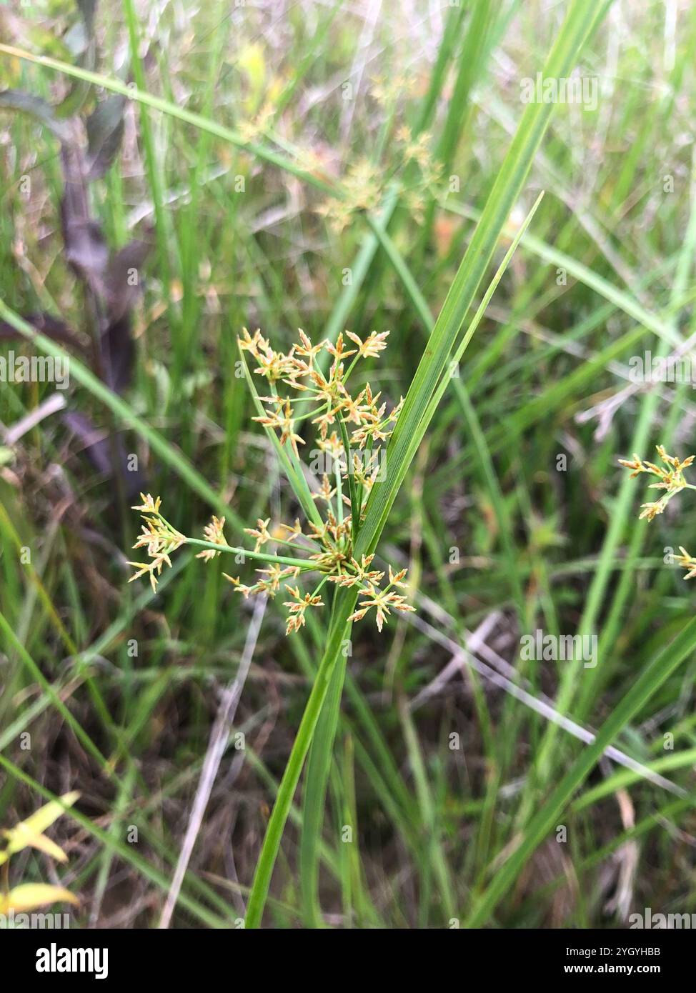 Haspan Flatsedge (Cyperus haspan Stock Photo - Alamy