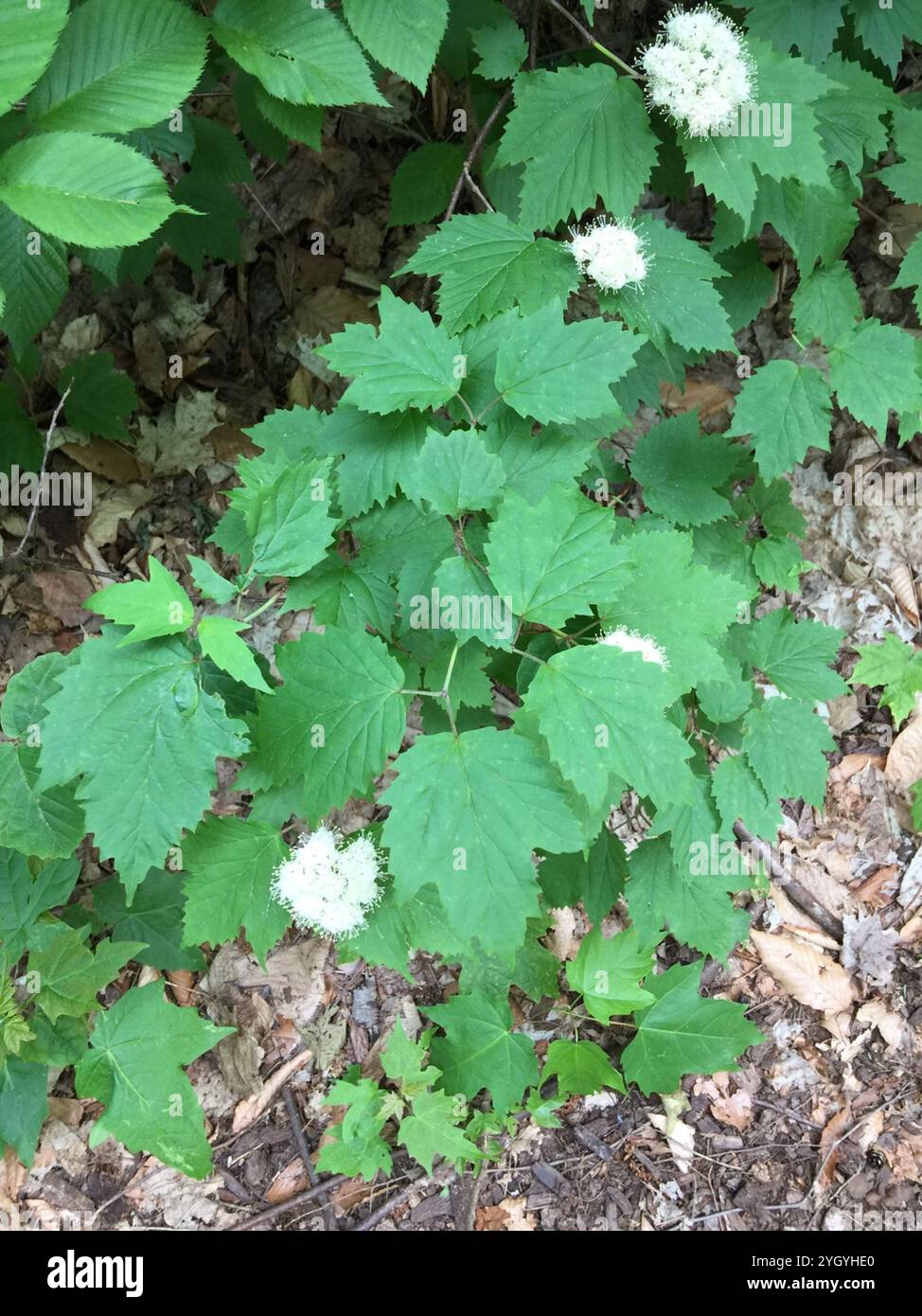 mapleleaf viburnum (Viburnum acerifolium Stock Photo - Alamy