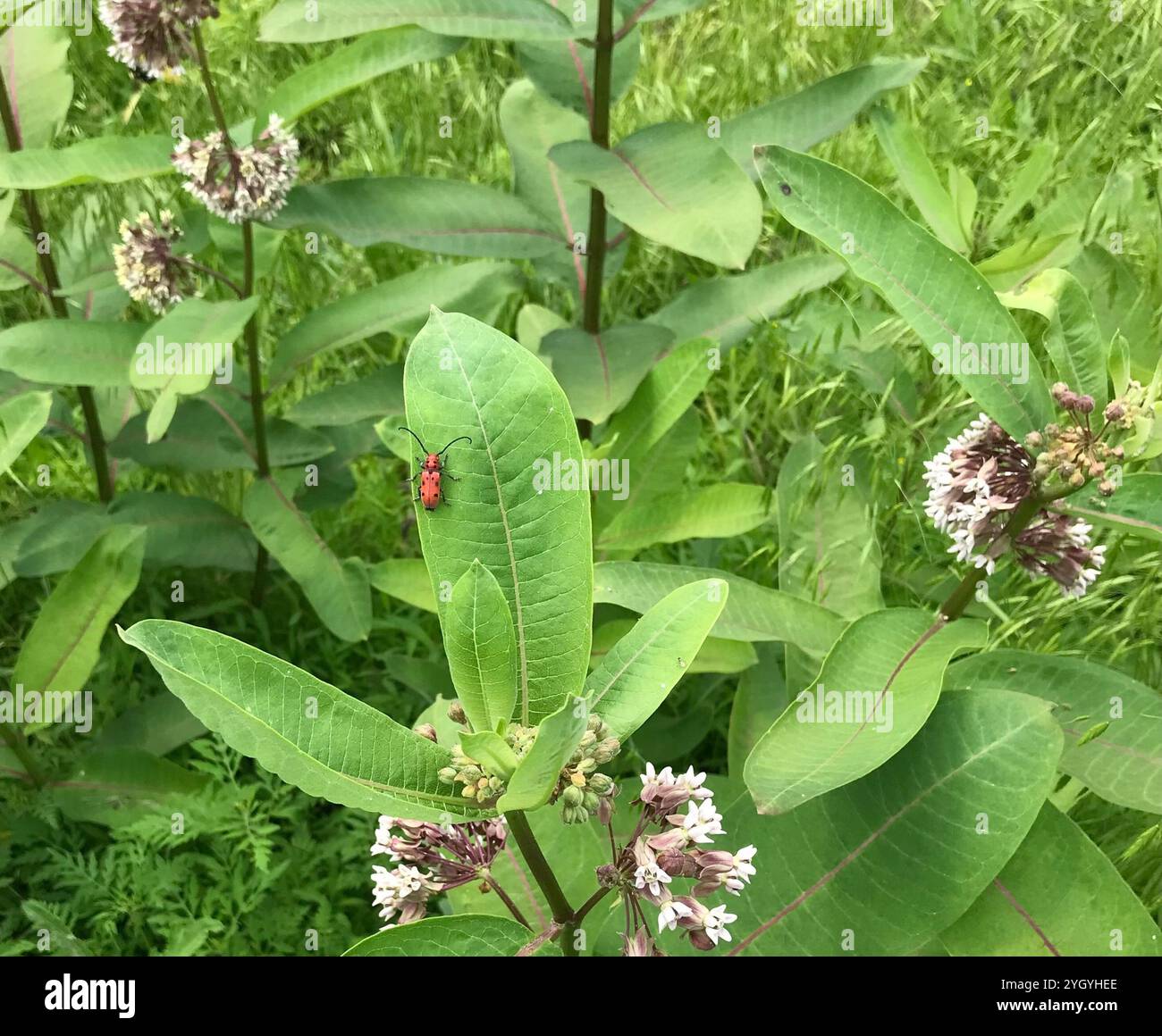 Red Milkweed Beetle (Tetraopes tetrophthalmus Stock Photo - Alamy