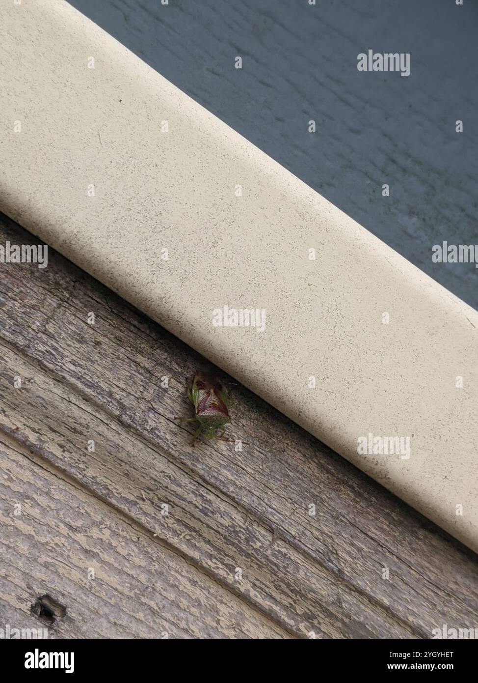 Red cross shield bug hi-res stock photography and images - Alamy