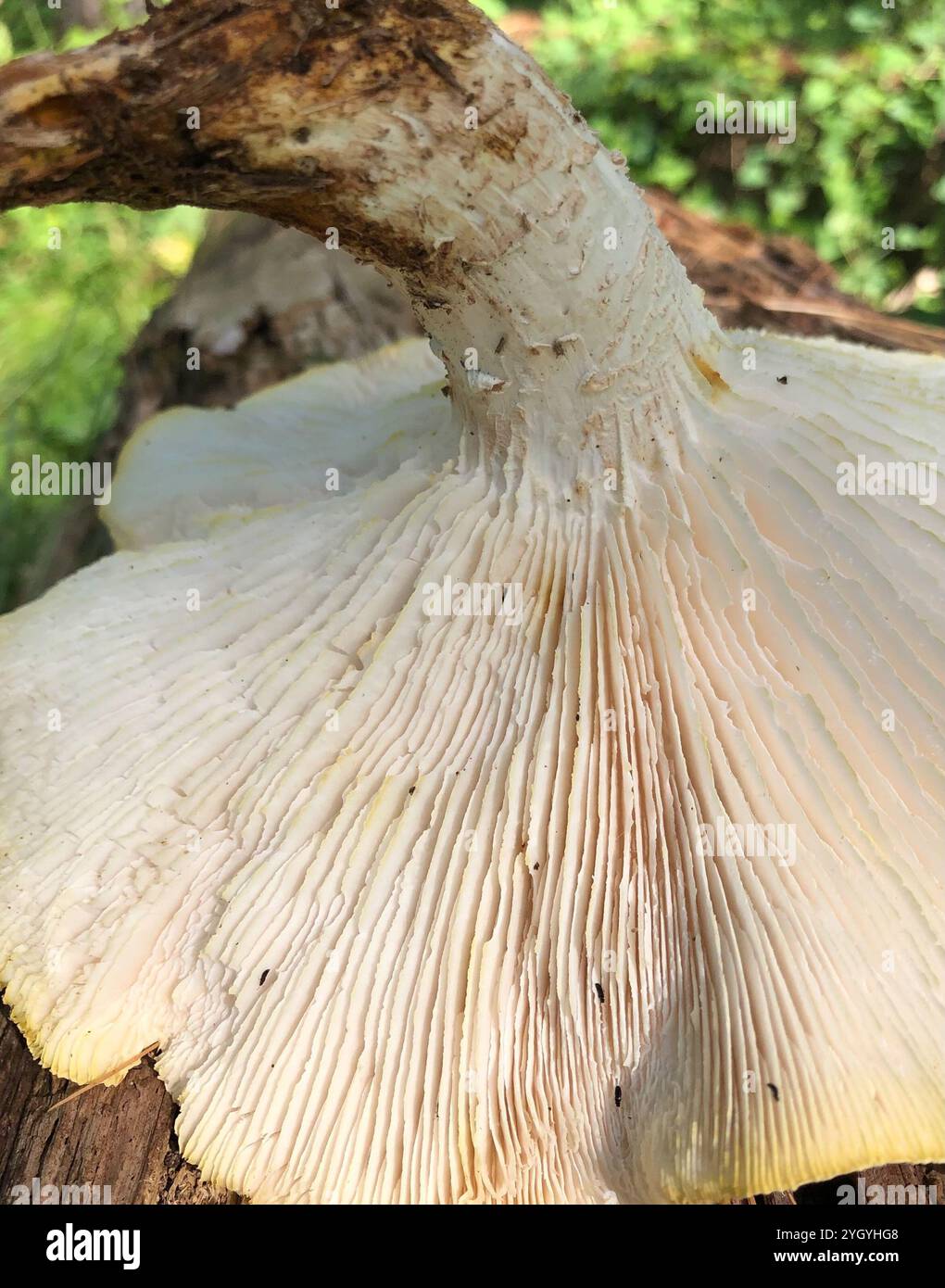 Trainwrecker (Neolentinus lepideus Stock Photo - Alamy