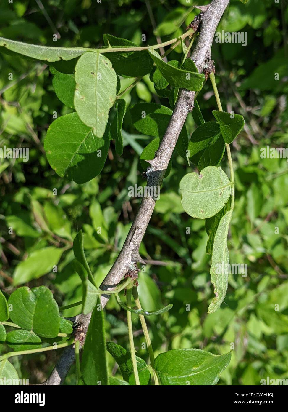 Common prickly ash hi-res stock photography and images - Alamy