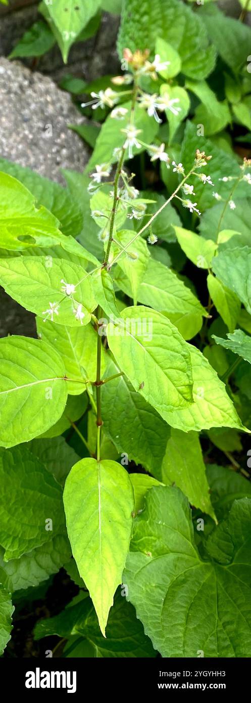 broadleaf enchanter's nightshade (Circaea canadensis Stock Photo - Alamy
