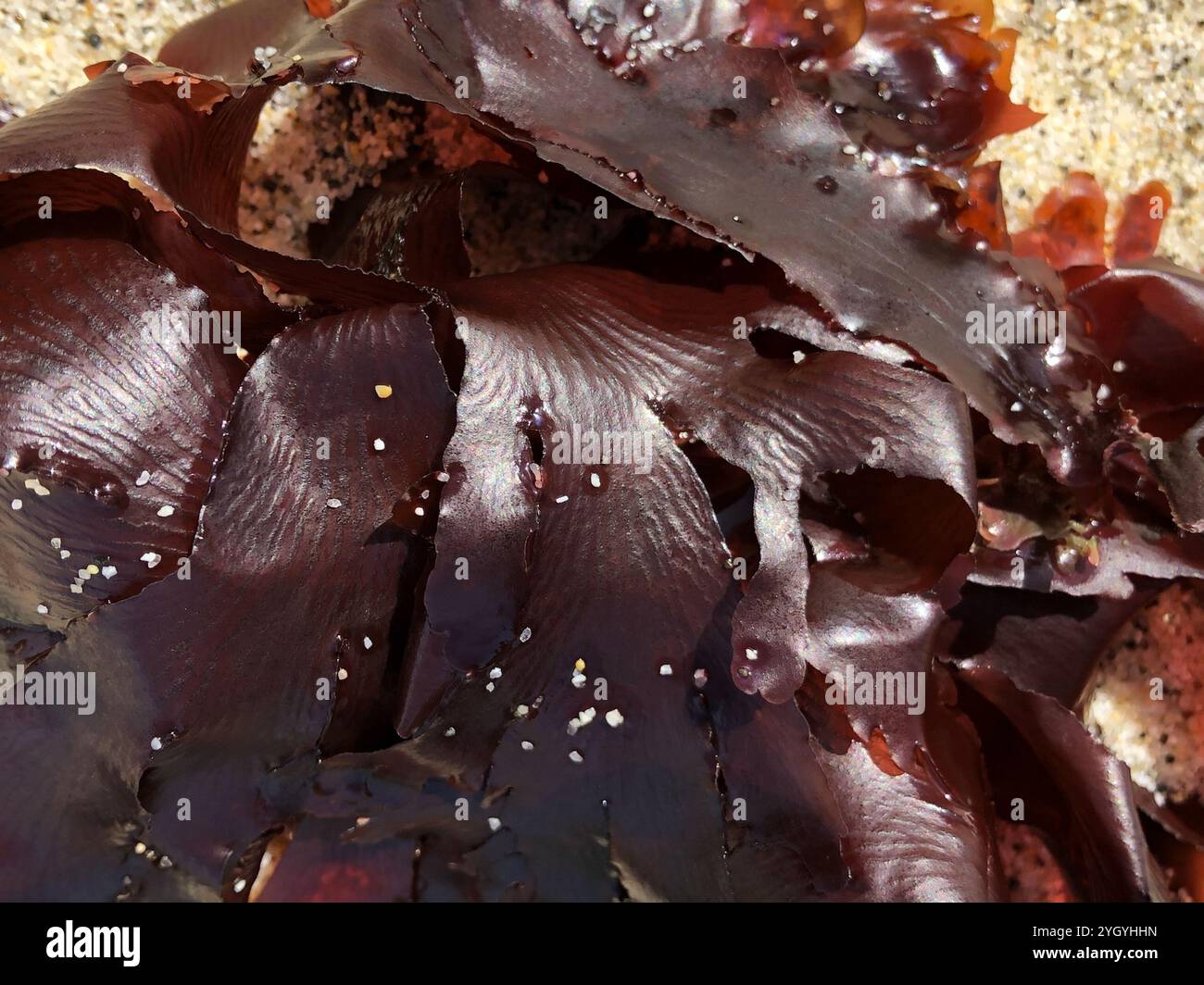 Grape Tongue (Cryptopleura ruprechtiana Stock Photo - Alamy
