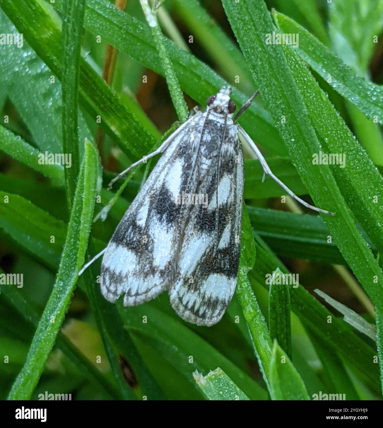 Polymorphic Pondweed Moth (Parapoynx maculalis Stock Photo - Alamy