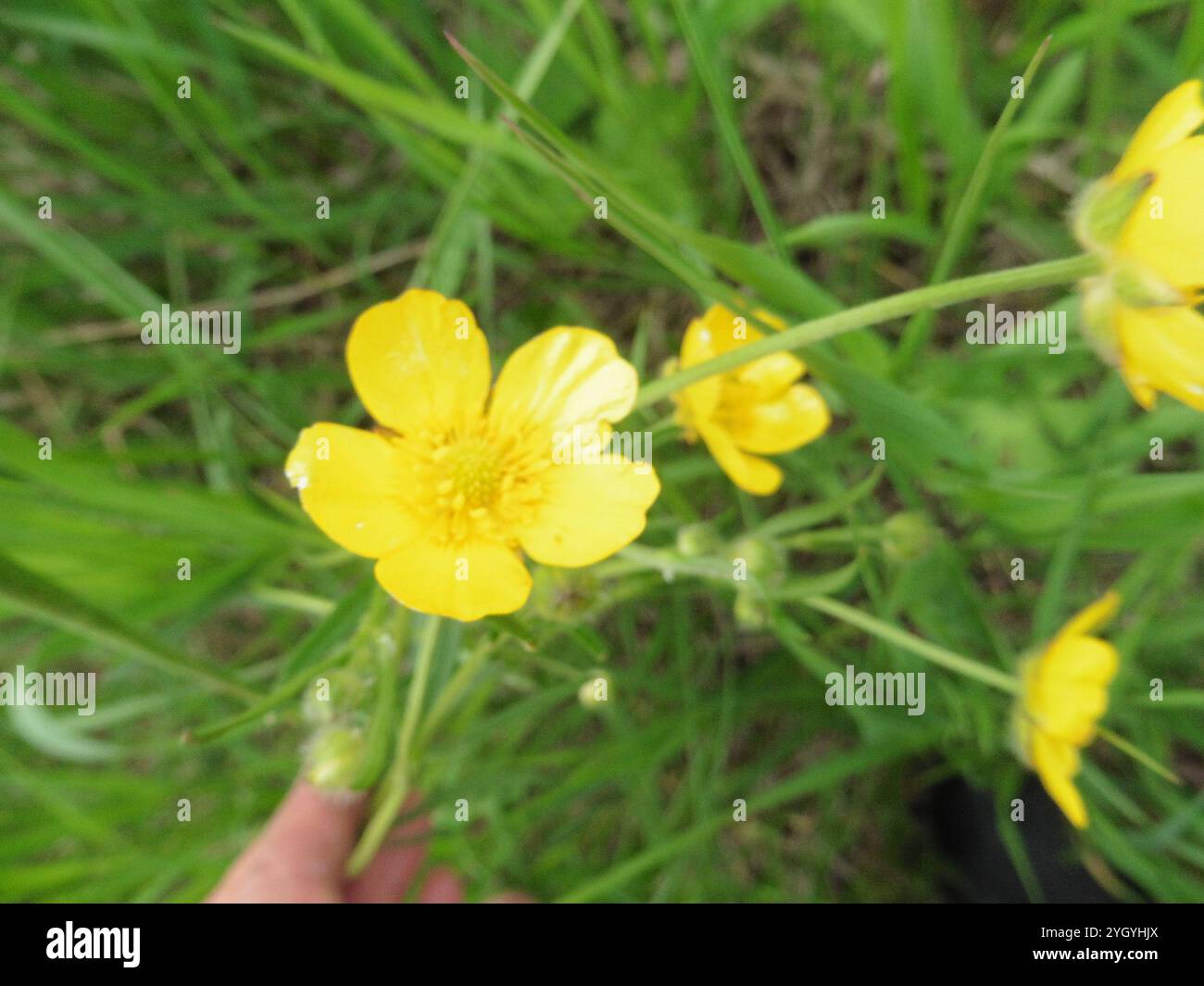 Multi-flowered Buttercup (Ranunculus polyanthemos Stock Photo - Alamy