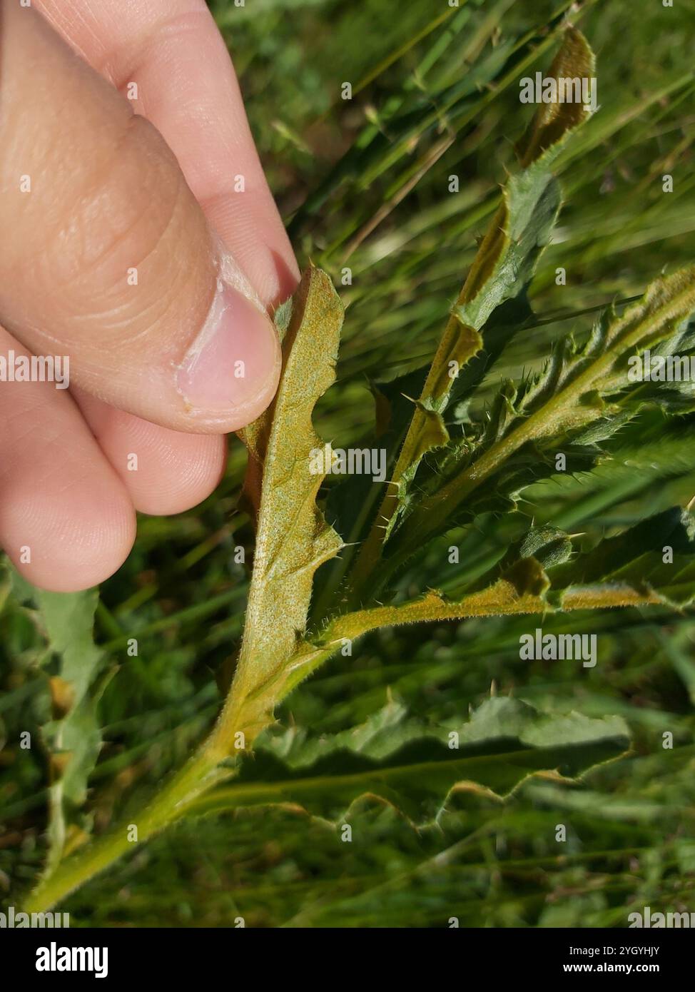 thistle rust (Puccinia suaveolens Stock Photo - Alamy