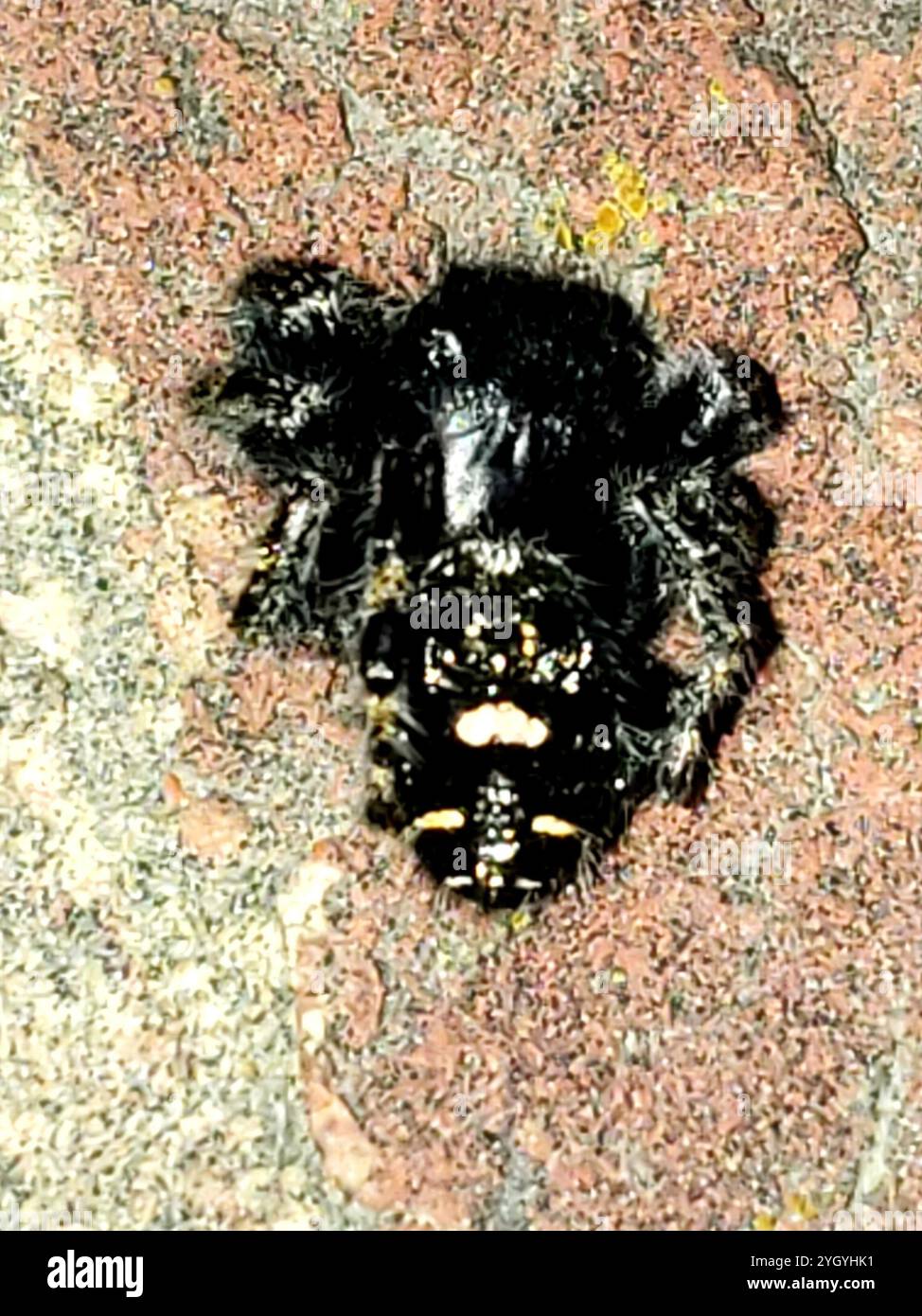 Bold Jumping Spider (Phidippus audax Stock Photo - Alamy
