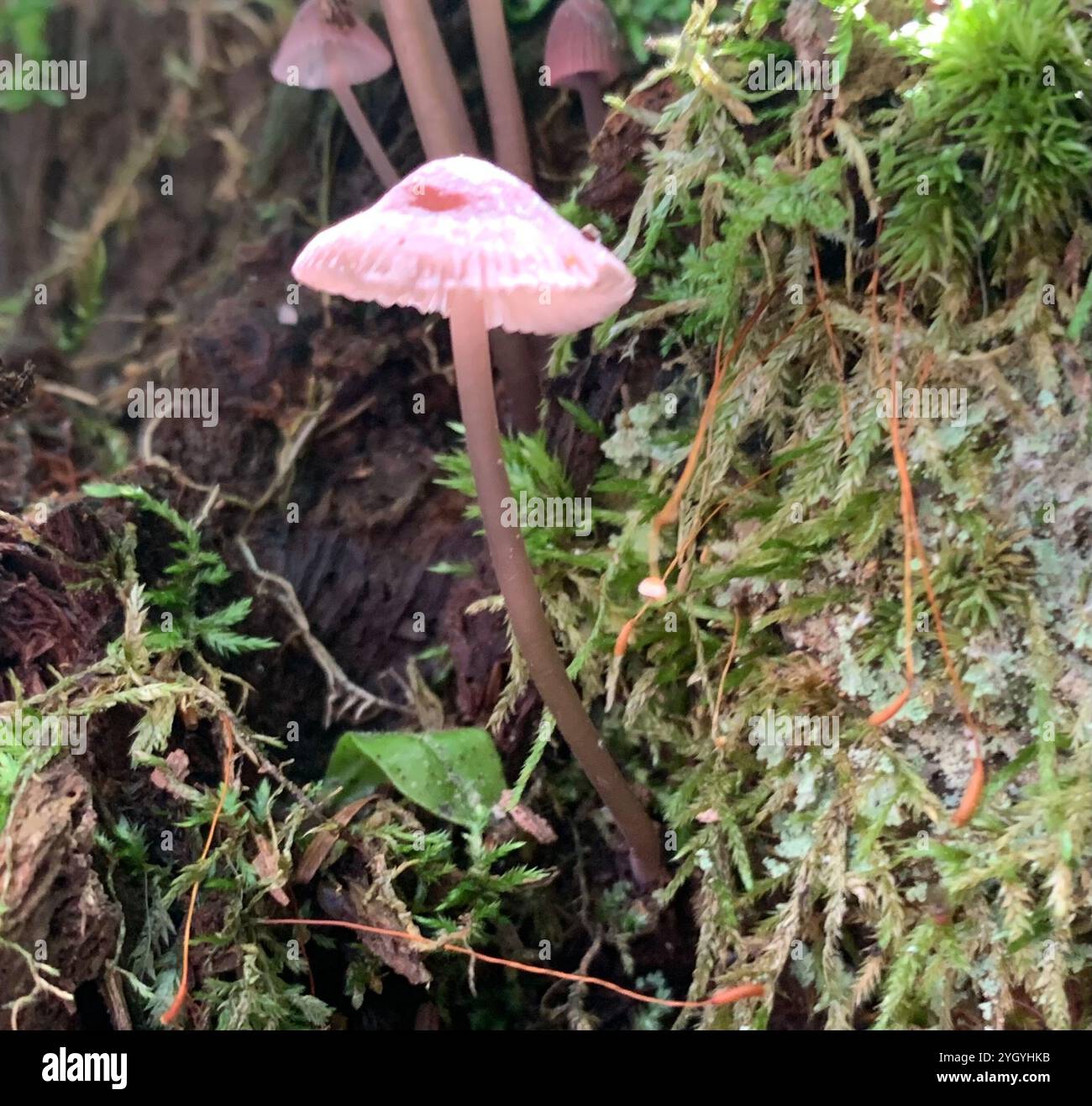 Bleeding Fairy Helmet (Mycena haematopus Stock Photo - Alamy