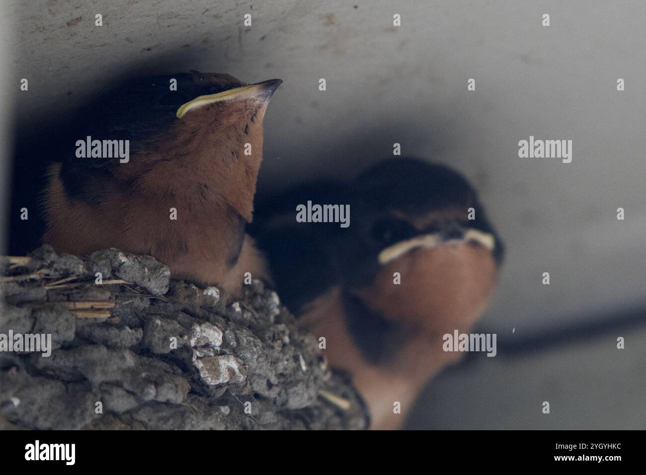 American barn swallow hirundo hi-res stock photography and images - Alamy