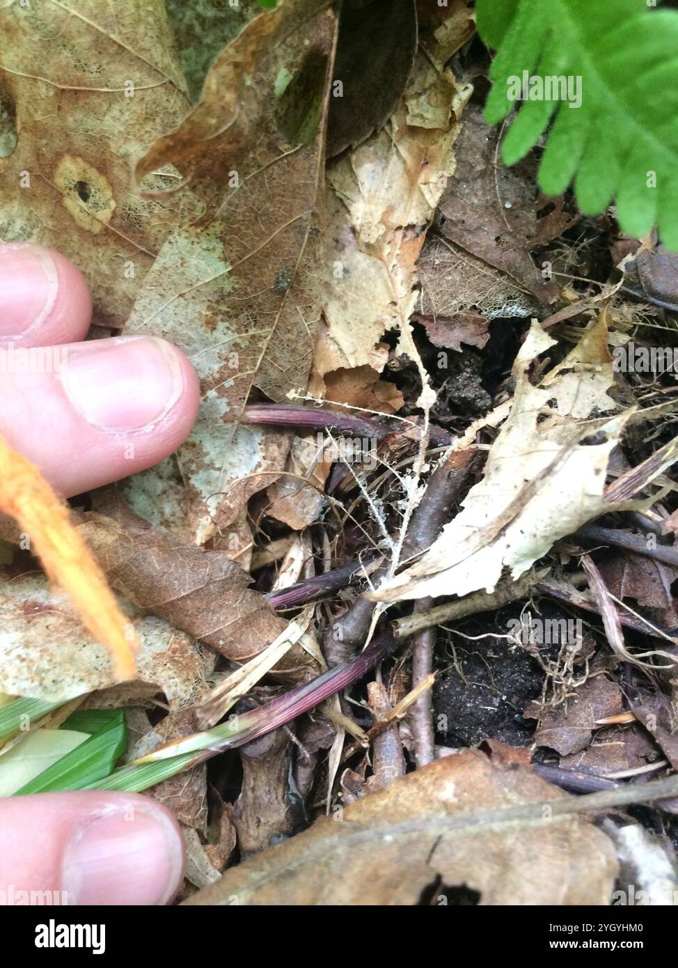 graceful sedge (Carex gracillima Stock Photo - Alamy