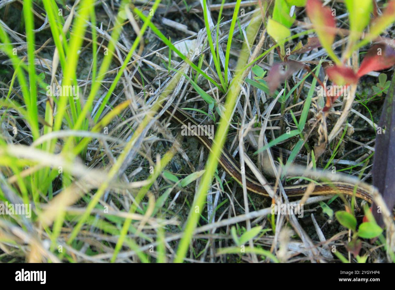 Common Ribbon Snake (Thamnophis saurita Stock Photo - Alamy