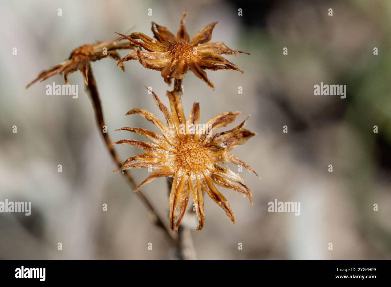 woolly groundsel (Packera cana Stock Photo - Alamy