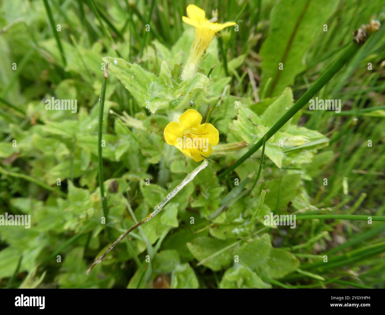 Erythranthe moschata hi-res stock photography and images - Alamy