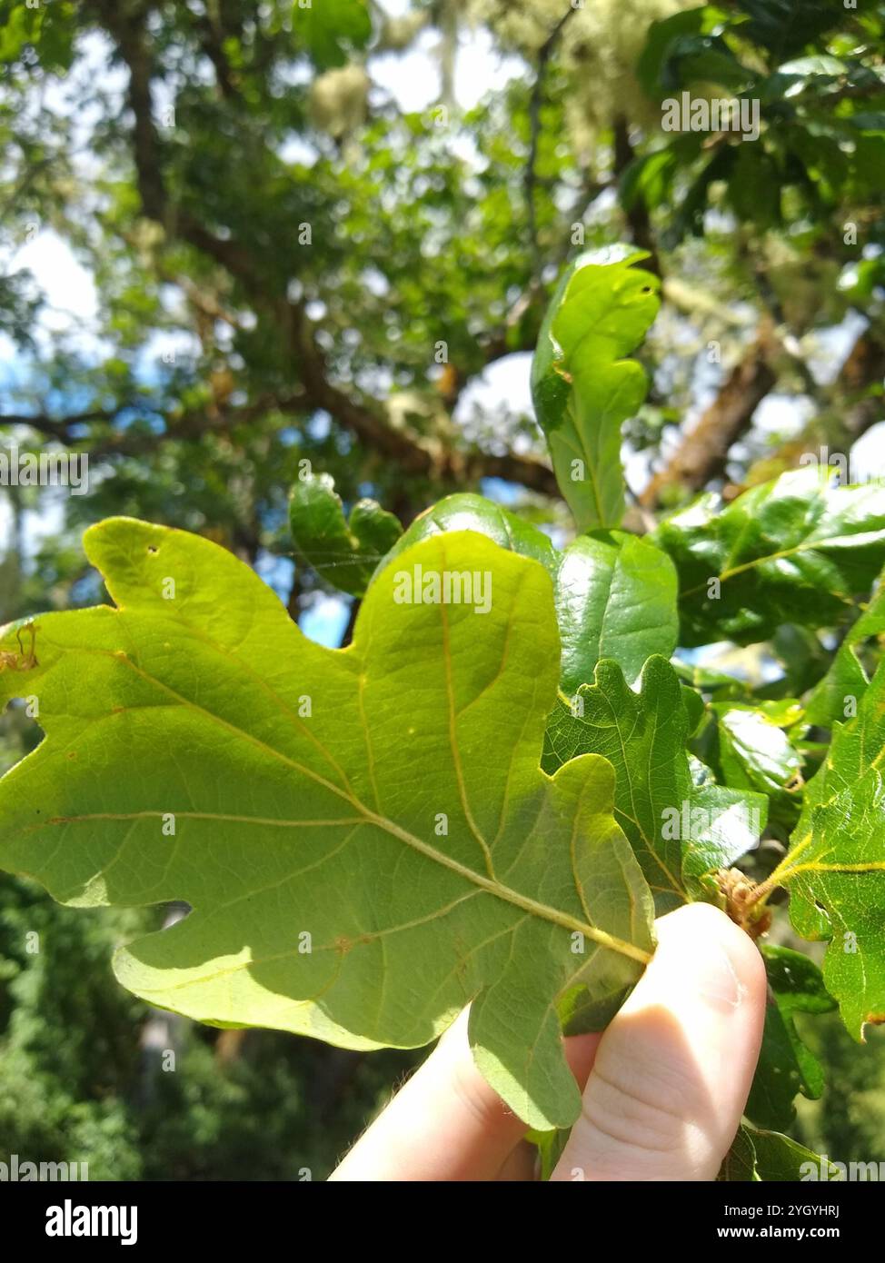 Oregon oak (Quercus garryana Stock Photo - Alamy
