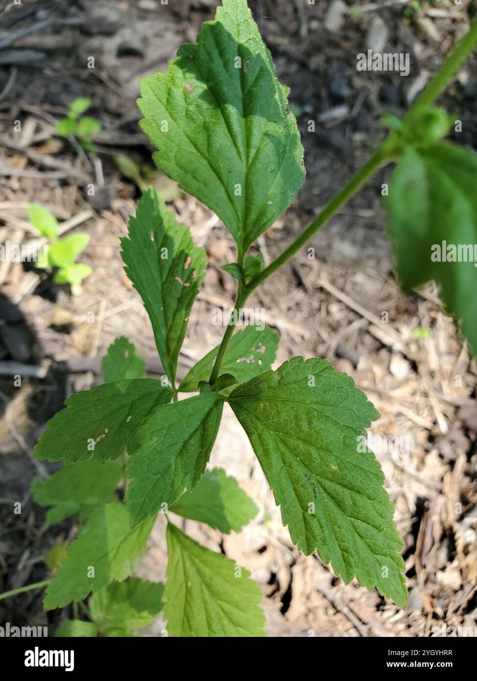 Geum canadense hi-res stock photography and images - Alamy